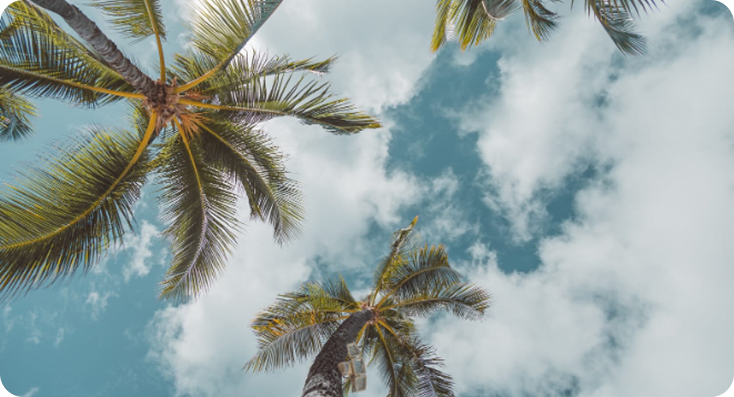 Common Palm Diseases in Florida | Council-Oxford Inc.