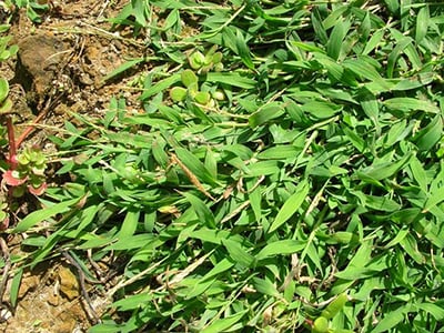 How to Choose the Right Turf Weed Control Products | Council-Oxford Inc.